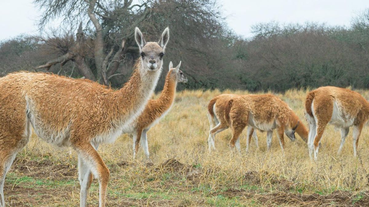 Luego de 110 años de ausencia, el guanaco regresa al Impenetrable ...